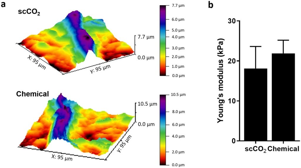 Supercritical carbon dioxide decellularization … !!! – Blog ...