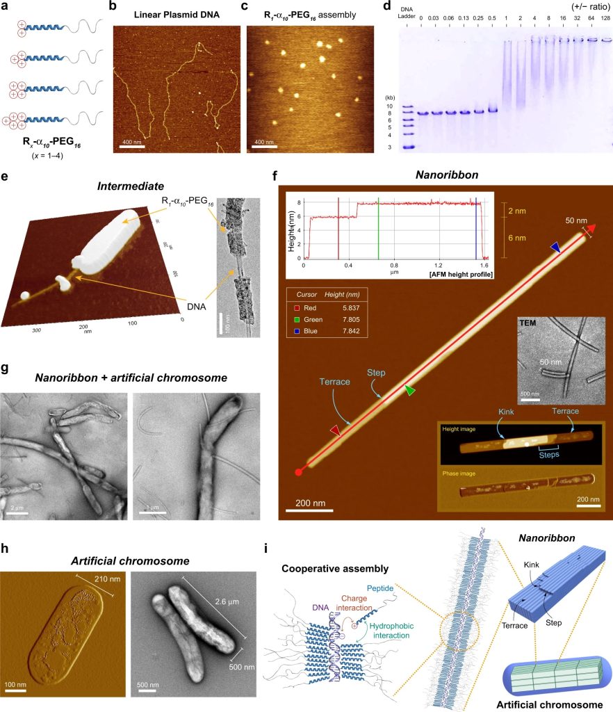 Magnetic control of self-assembly and disassembly in organic materials – Blog - NANOSENSORS™ - R ...